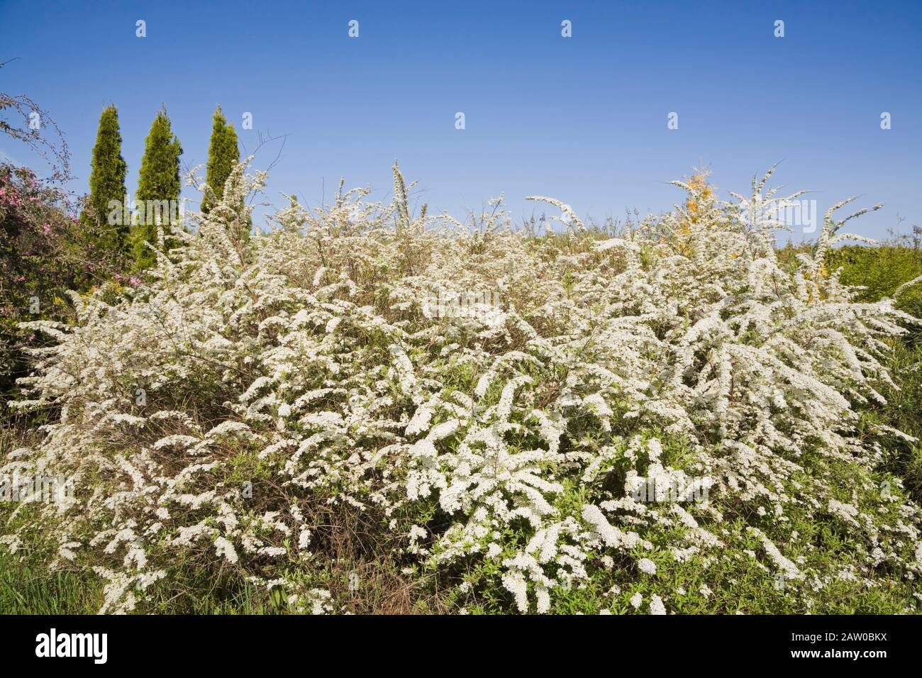 Spirea shrubs hi-res stock photography and images - Alamy