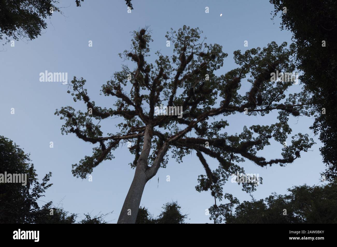 Guatemala, Tikal National Park, rainforest landscape, tree canopy ...