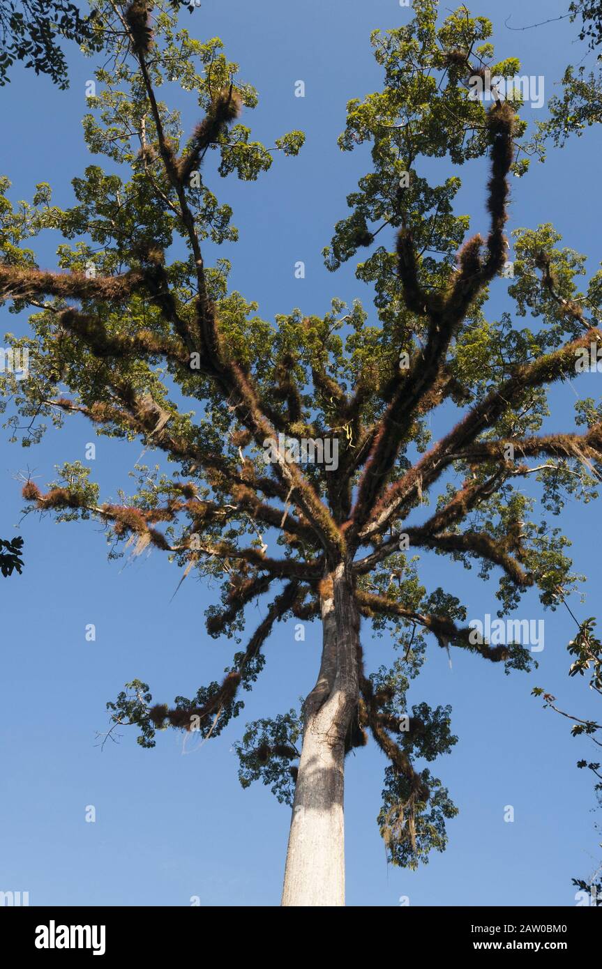 Guatemala, Tikal National Park, rainforest landscape, tree canopy ...