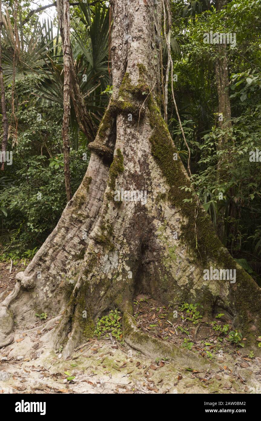 Guatemala, Tikal National Park, rainforest landscape, giant ficus tree ...