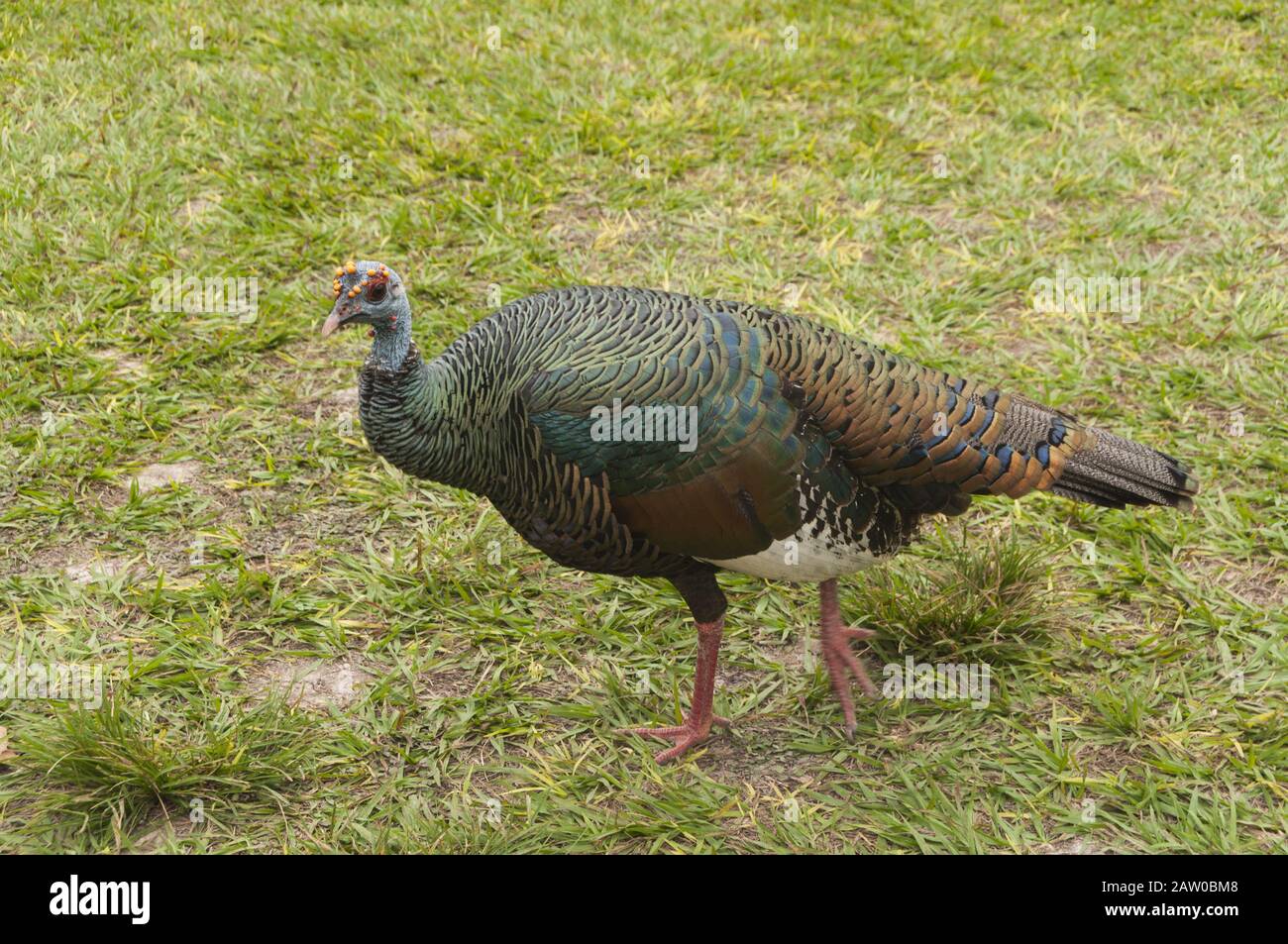 Guatemala, Tikal National Park, Jungle fowl bird browsing in grass ...