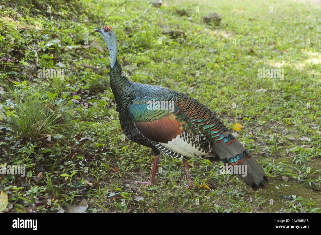 Guatemala, Tikal National Park, Jungle fowl bird browsing in grass ...