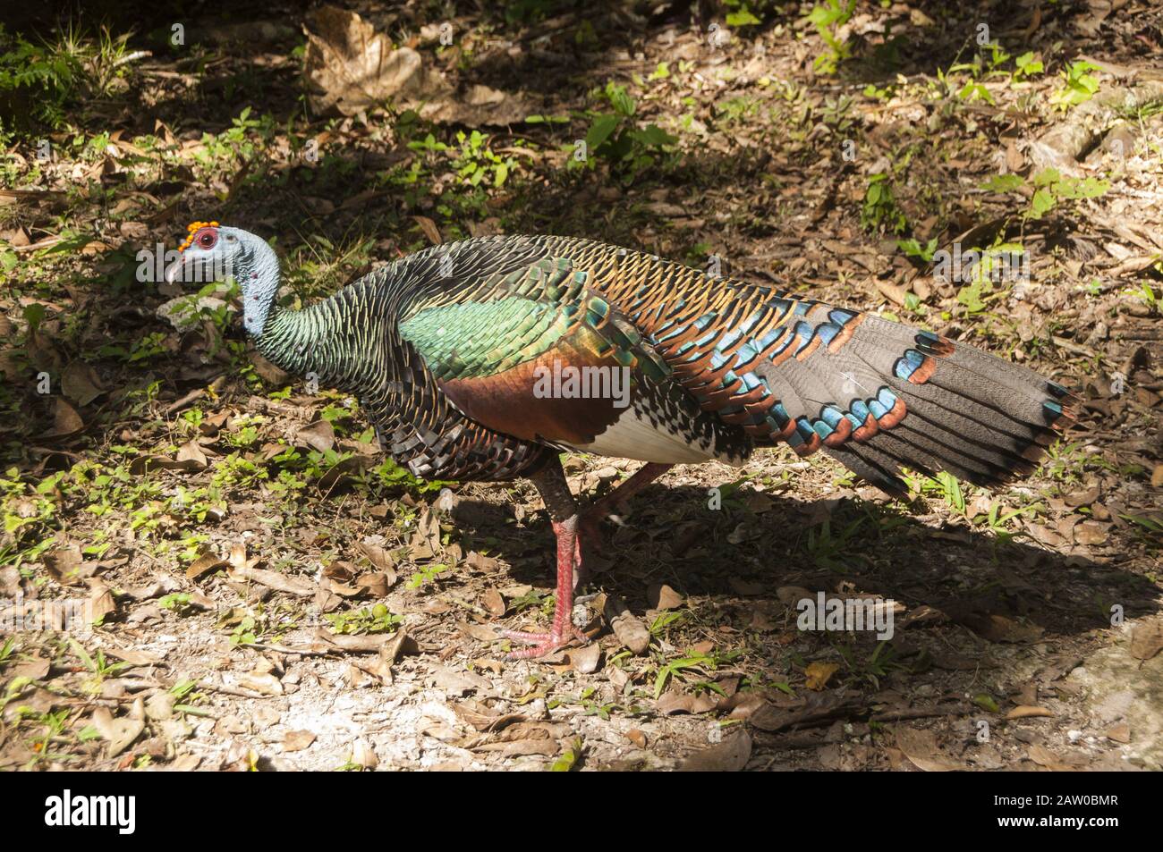 Guatemala, Tikal National Park, Jungle fowl bird browsing in grass ...