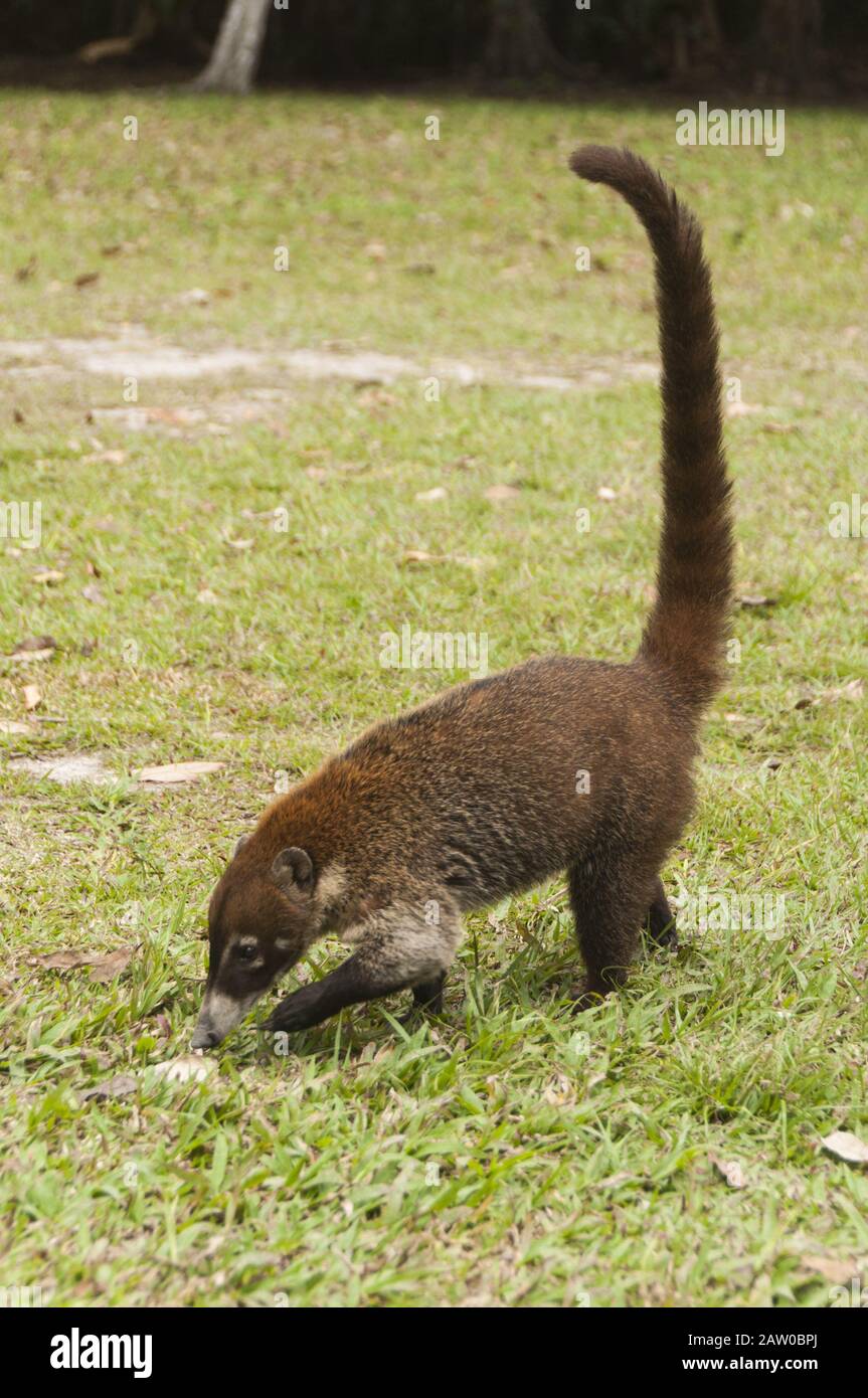 Guatemala, Tikal National Park, coati (coatimundi); UNESCO World ...