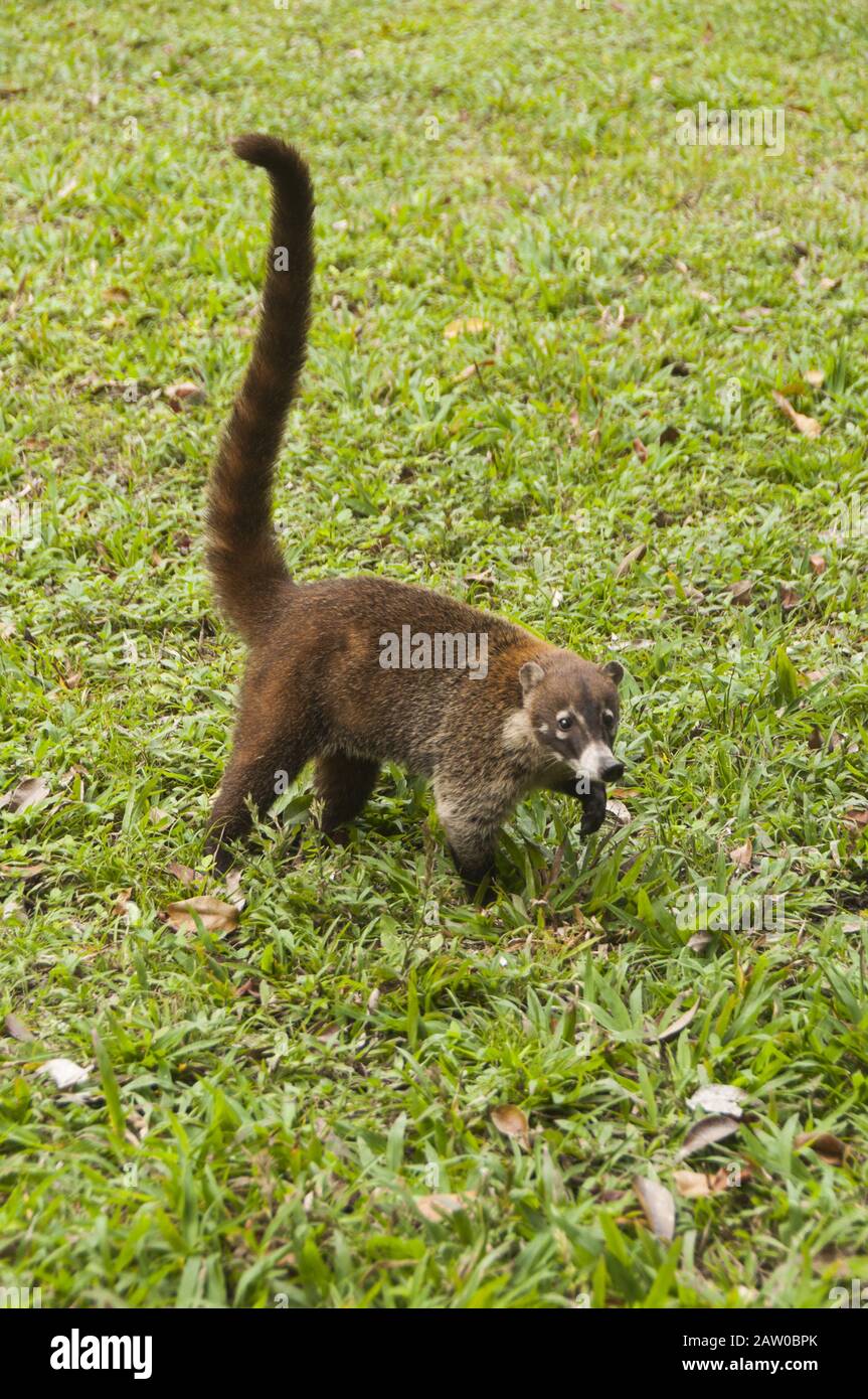 Guatemala, Tikal National Park, coati (coatimundi); UNESCO World ...