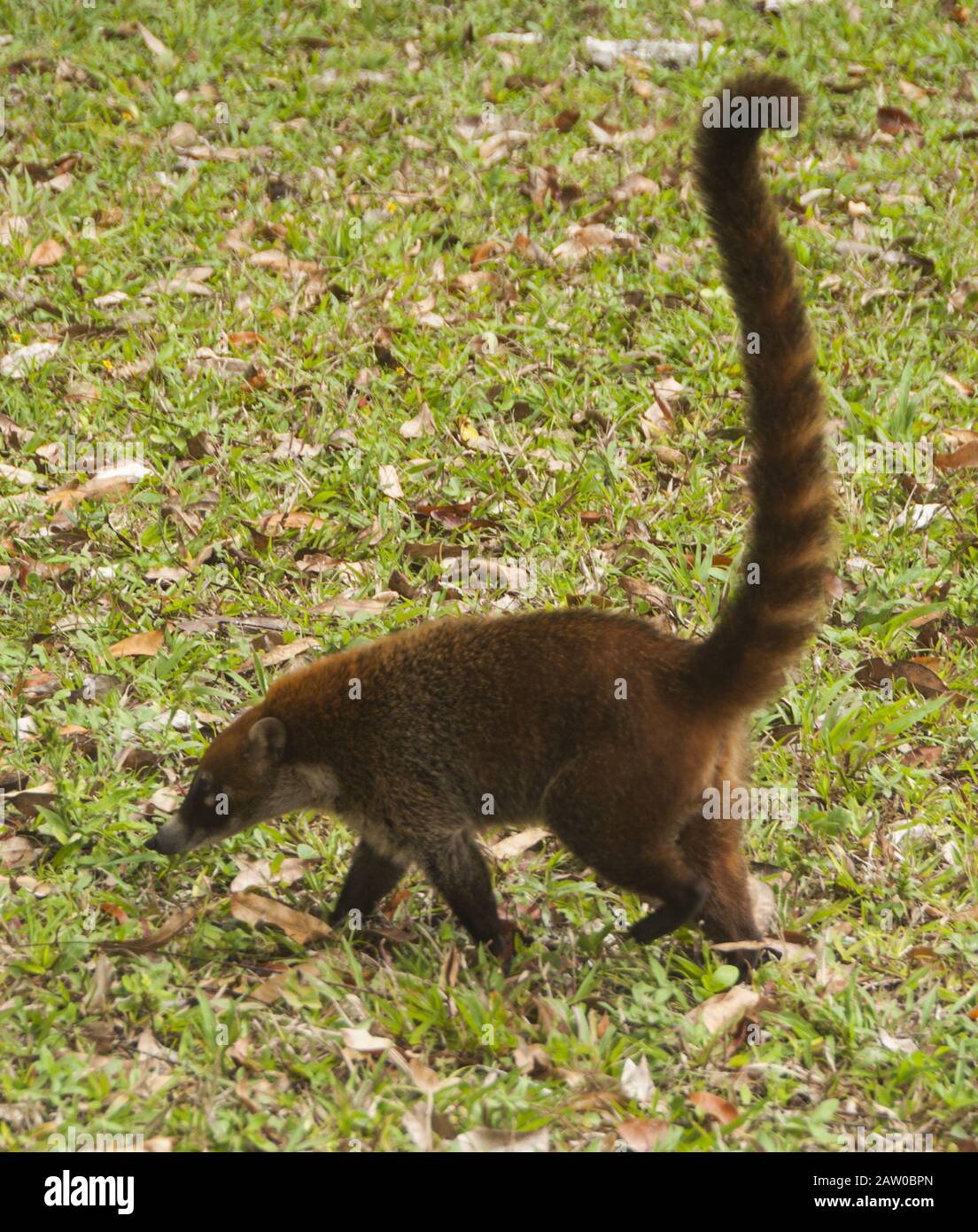 Guatemala, Tikal National Park, coati (coatimundi); UNESCO World ...
