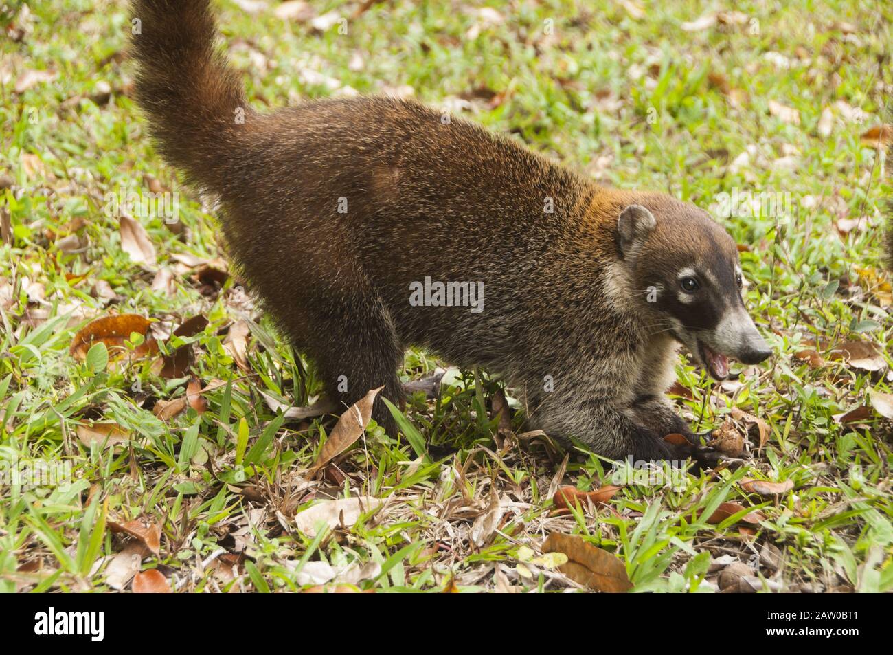 Guatemala, Tikal National Park, coati (coatimundi); UNESCO World ...