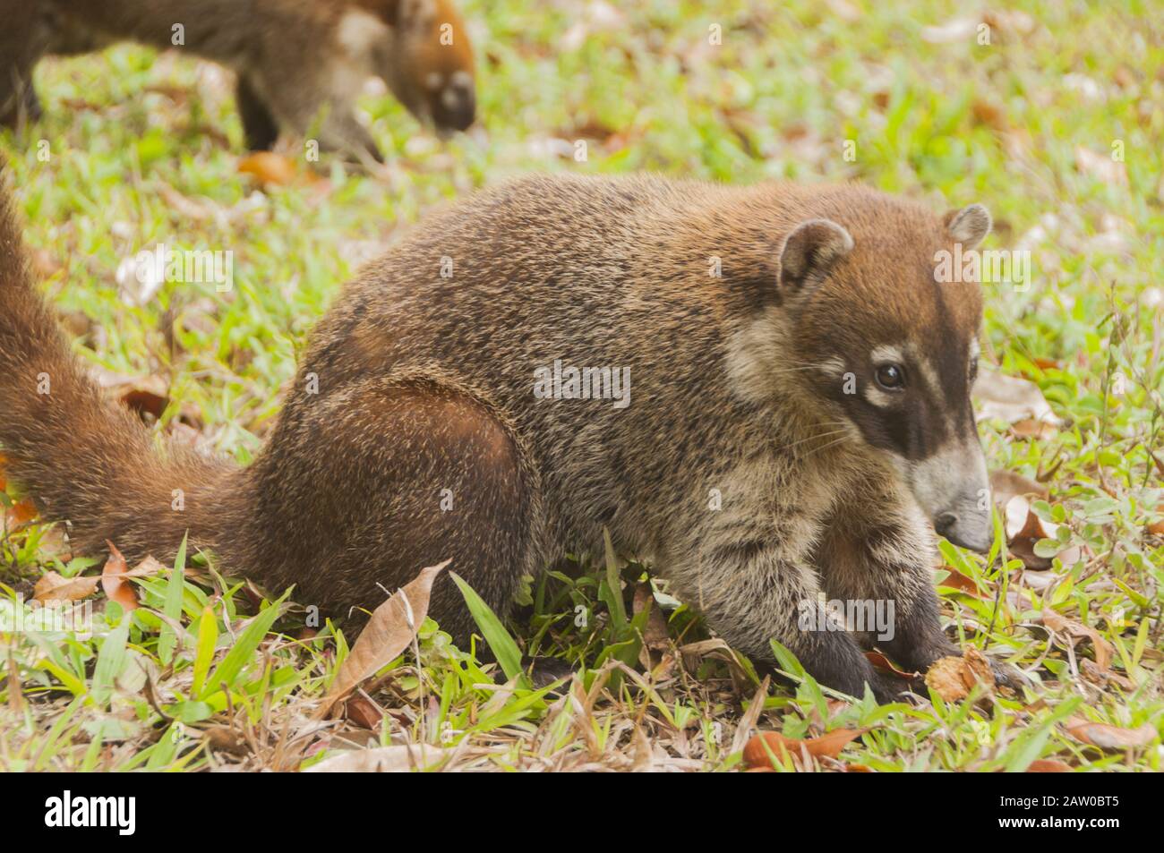 Guatemala, Tikal National Park, coati (coatimundi); UNESCO World ...
