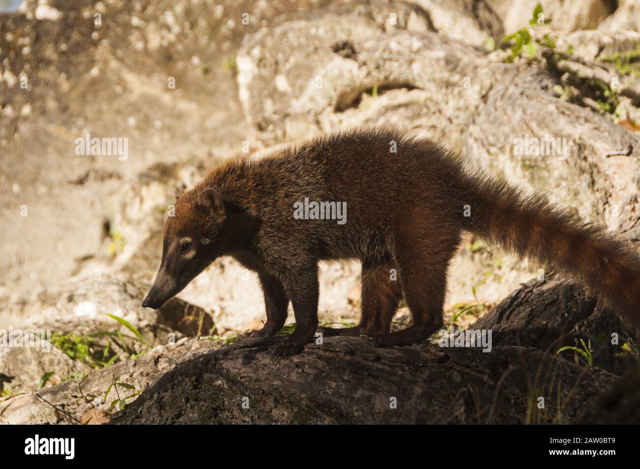 Guatemala, Tikal National Park, coati (coatimundi); UNESCO World ...