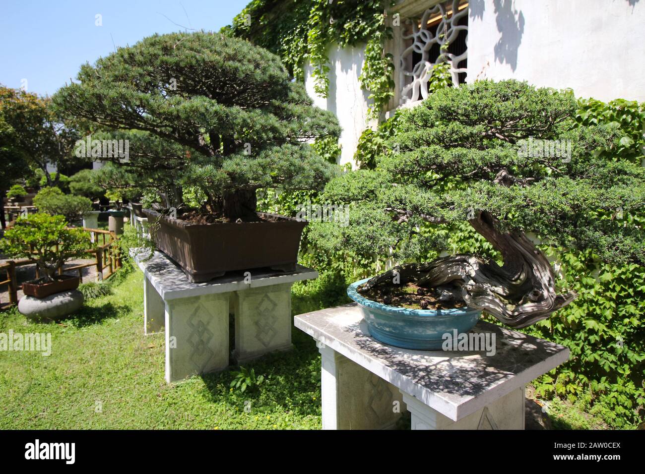 Shanghai, China - April 15, 2019 : Very old, beautifully cultivated ...