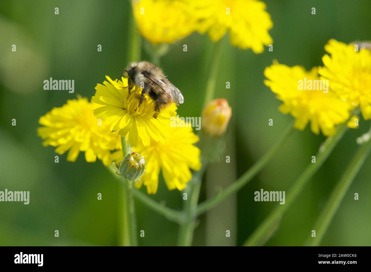 Cats ear flower hi-res stock photography and images - Alamy