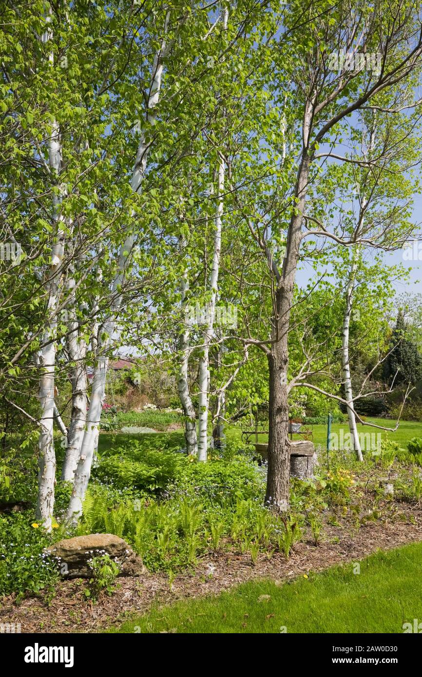 Border with Betula - Birch trees and Pteridophyta - Fern plants in ...