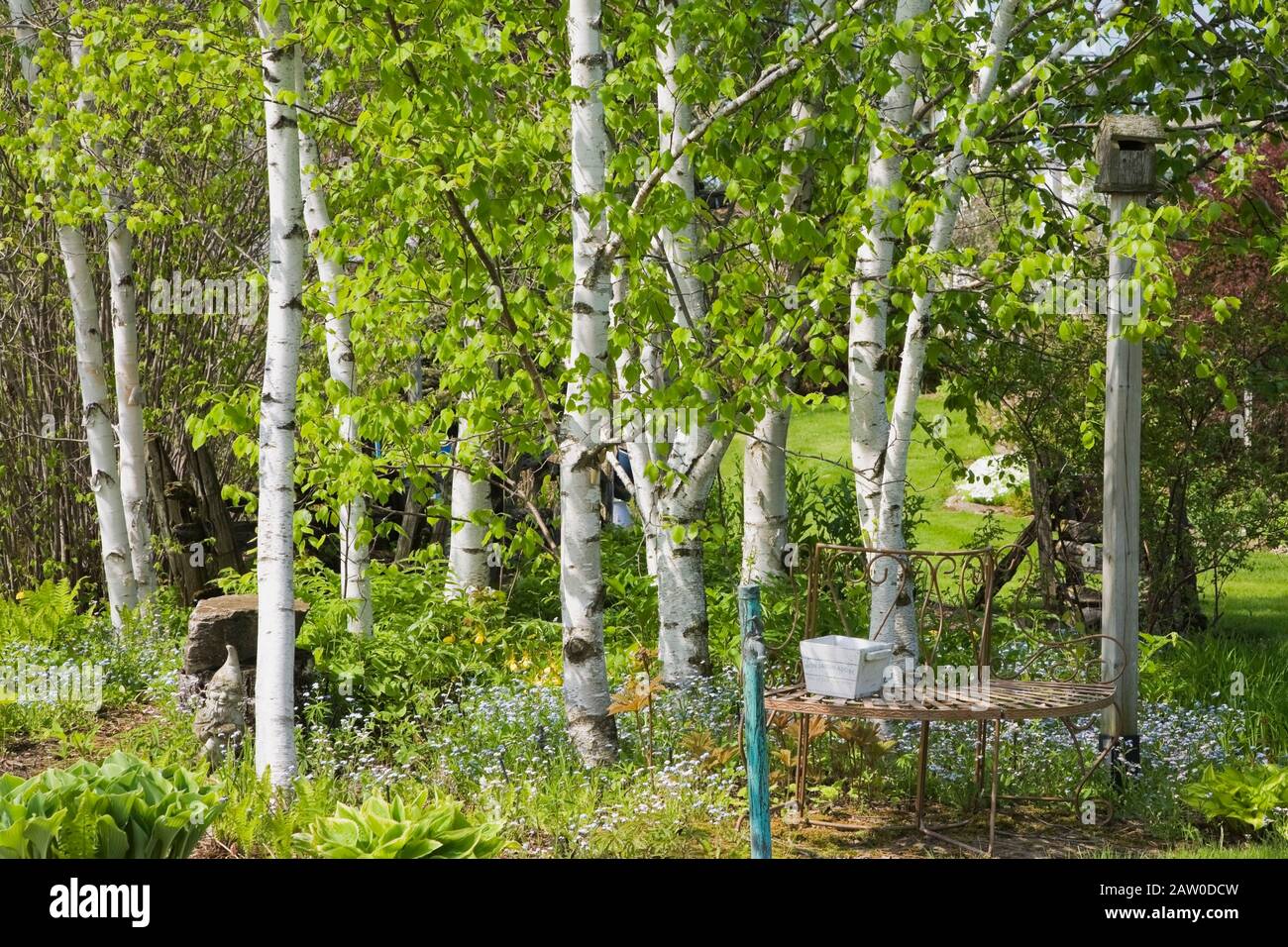 White birch trees in garden hi-res stock photography and images - Alamy