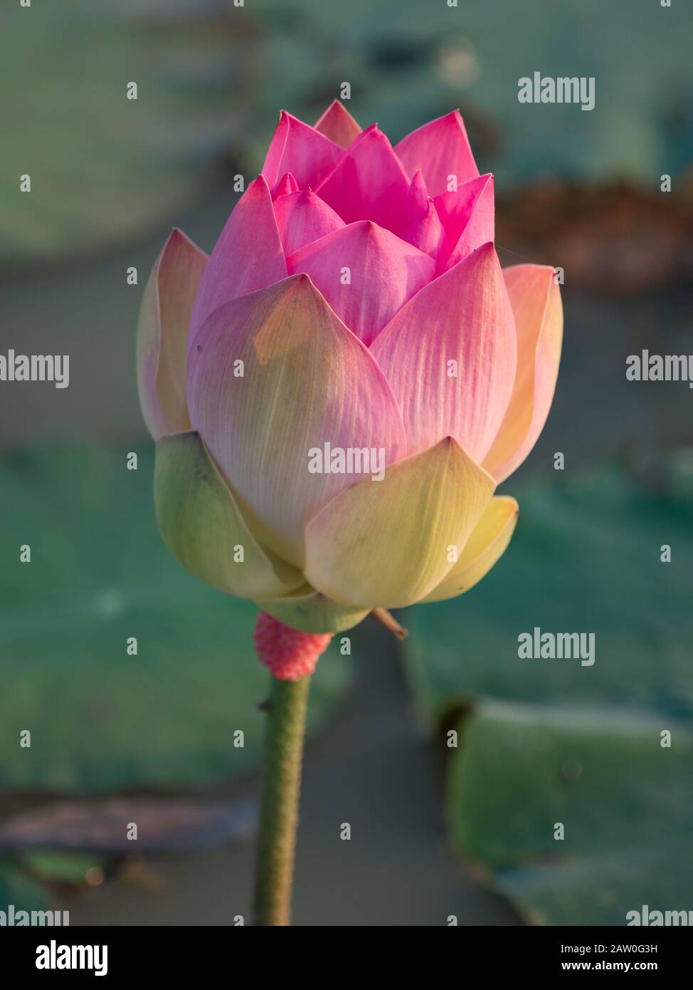 Flower farm in rural hi-res stock photography and images - Alamy