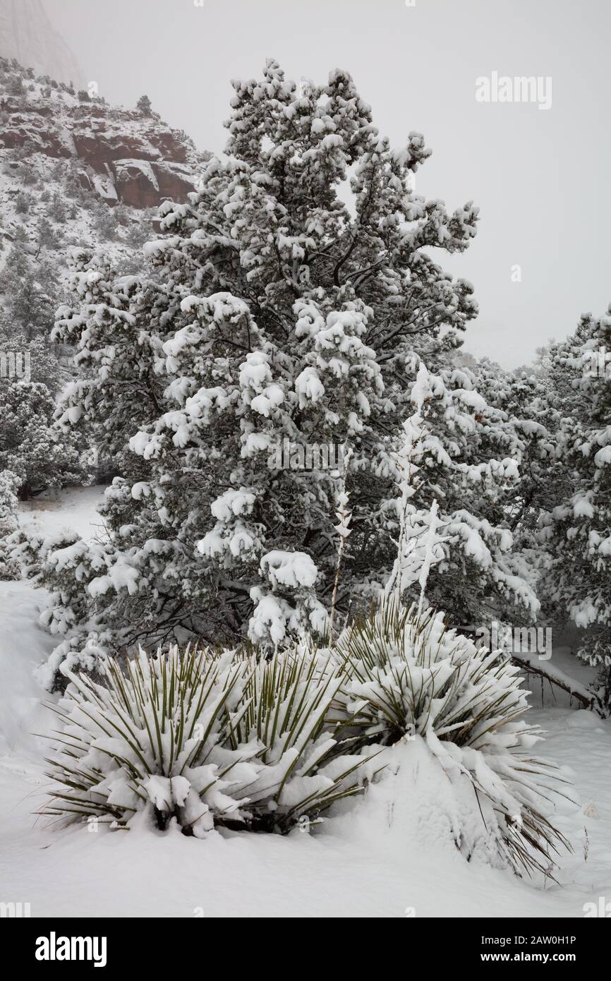 Yucca vacation hi-res stock photography and images - Alamy