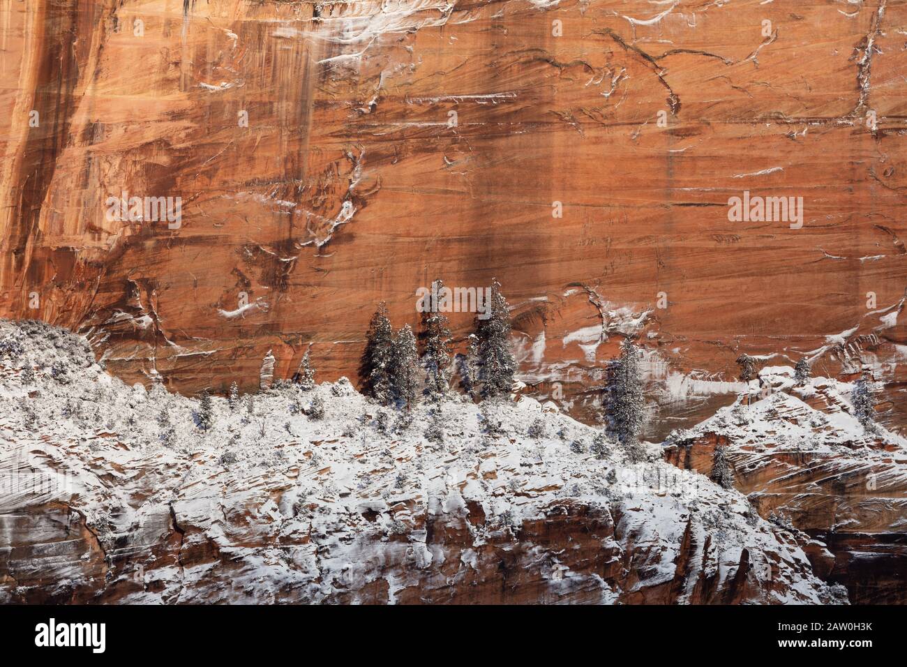 Snow covered pine trees and cliff after a winter snow storm, Zion ...