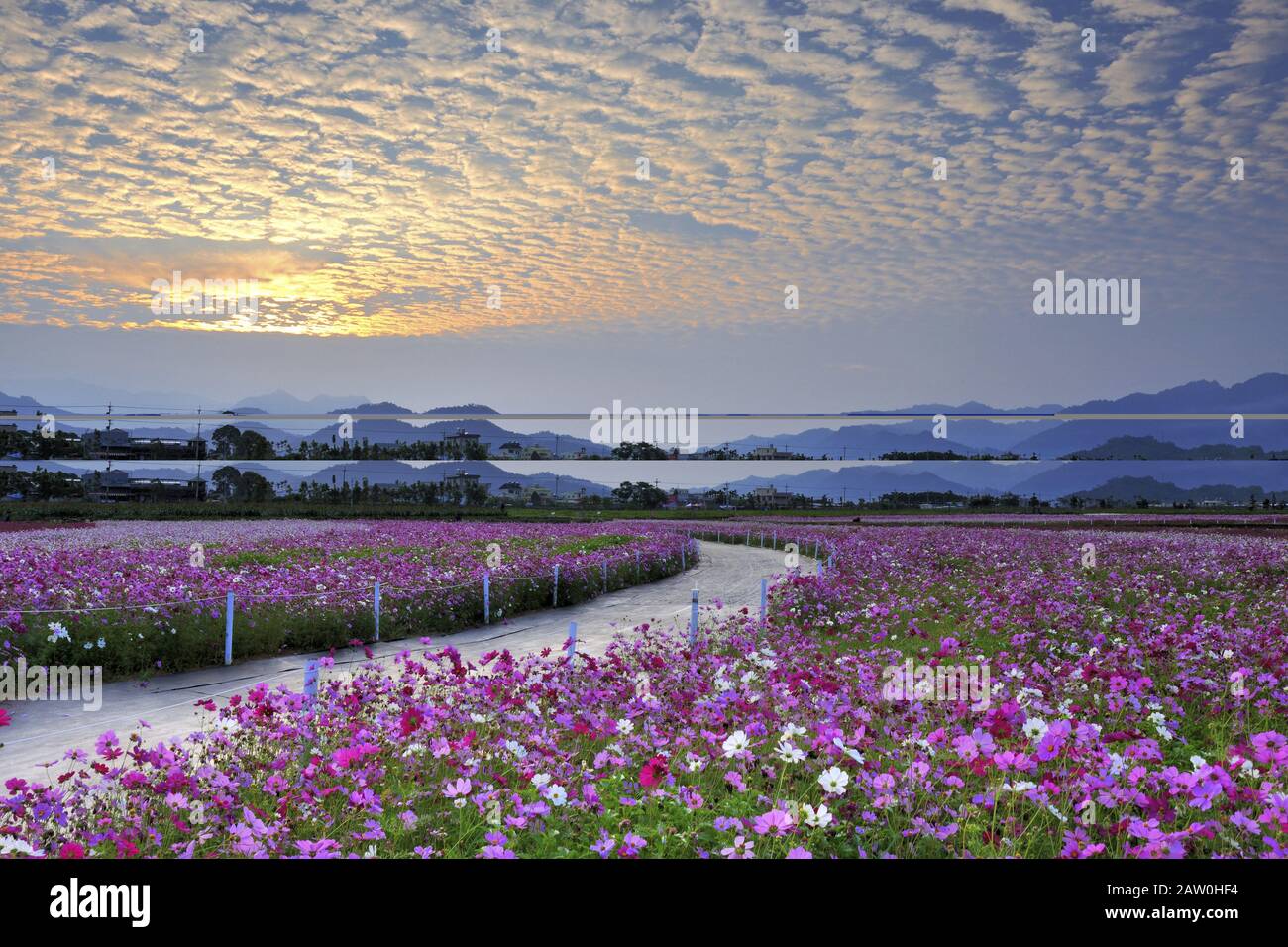 Sea of Flowers in Shinshe Stock Photo - Alamy