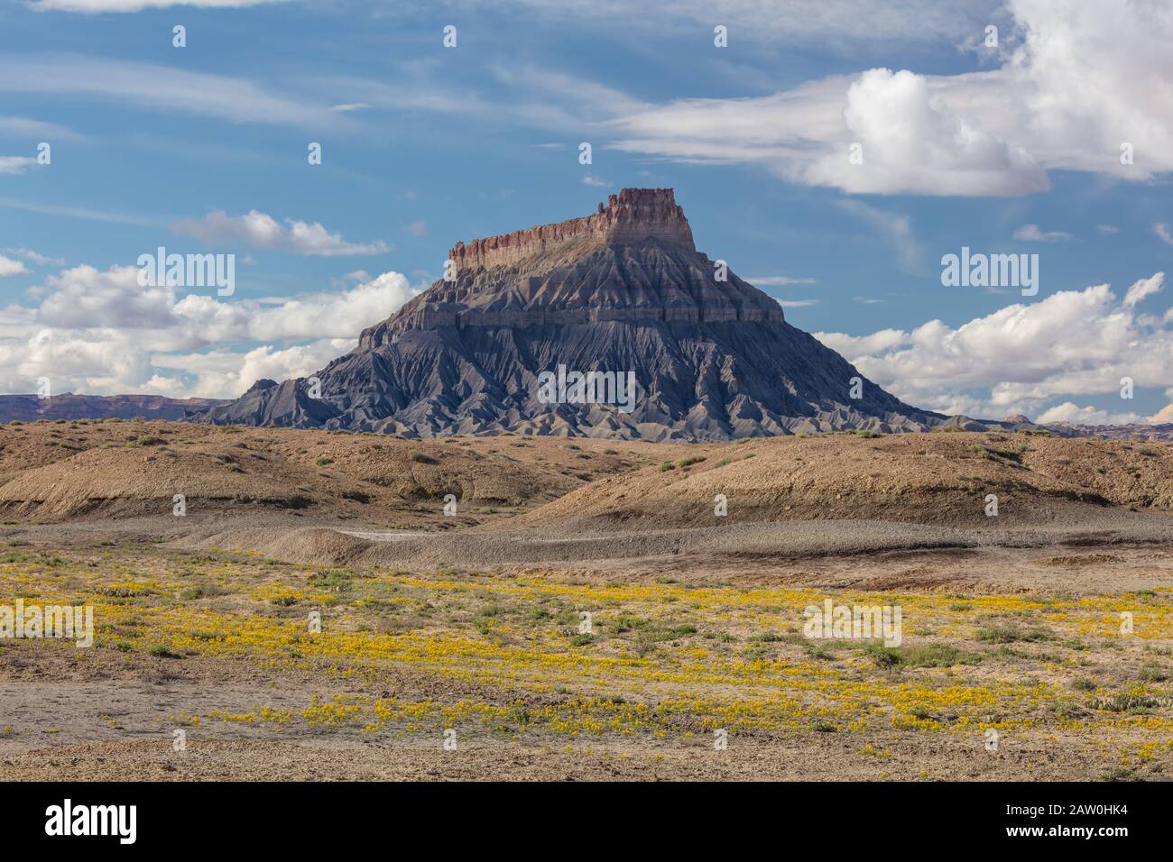 Yellow beeplant and cracked mud in the morning at Factory Butte, Wayne ...