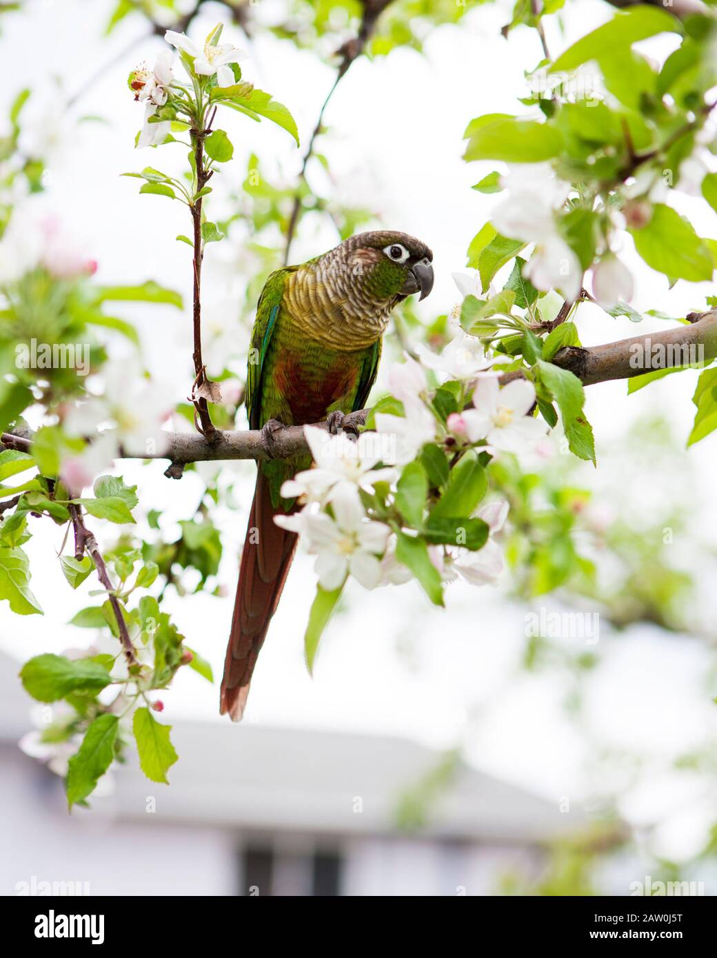 Conure in apple tree Stock Photo - Alamy