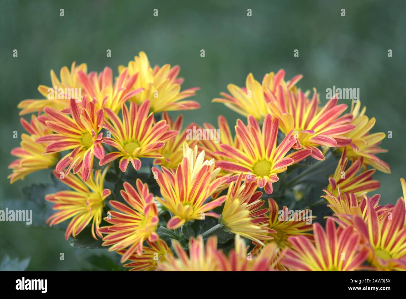 Yellow mums bed for background uses Stock Photo - Alamy
