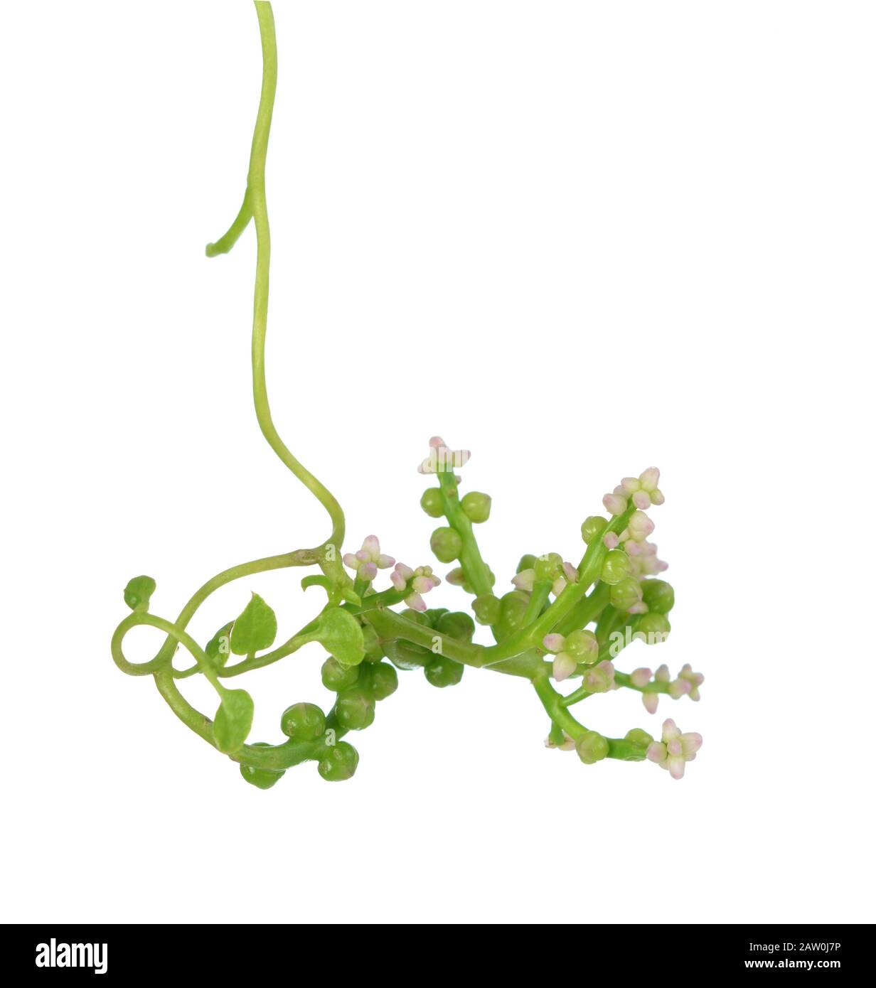 Malabar spinach vine and flowers isolated on white Stock Photo - Alamy