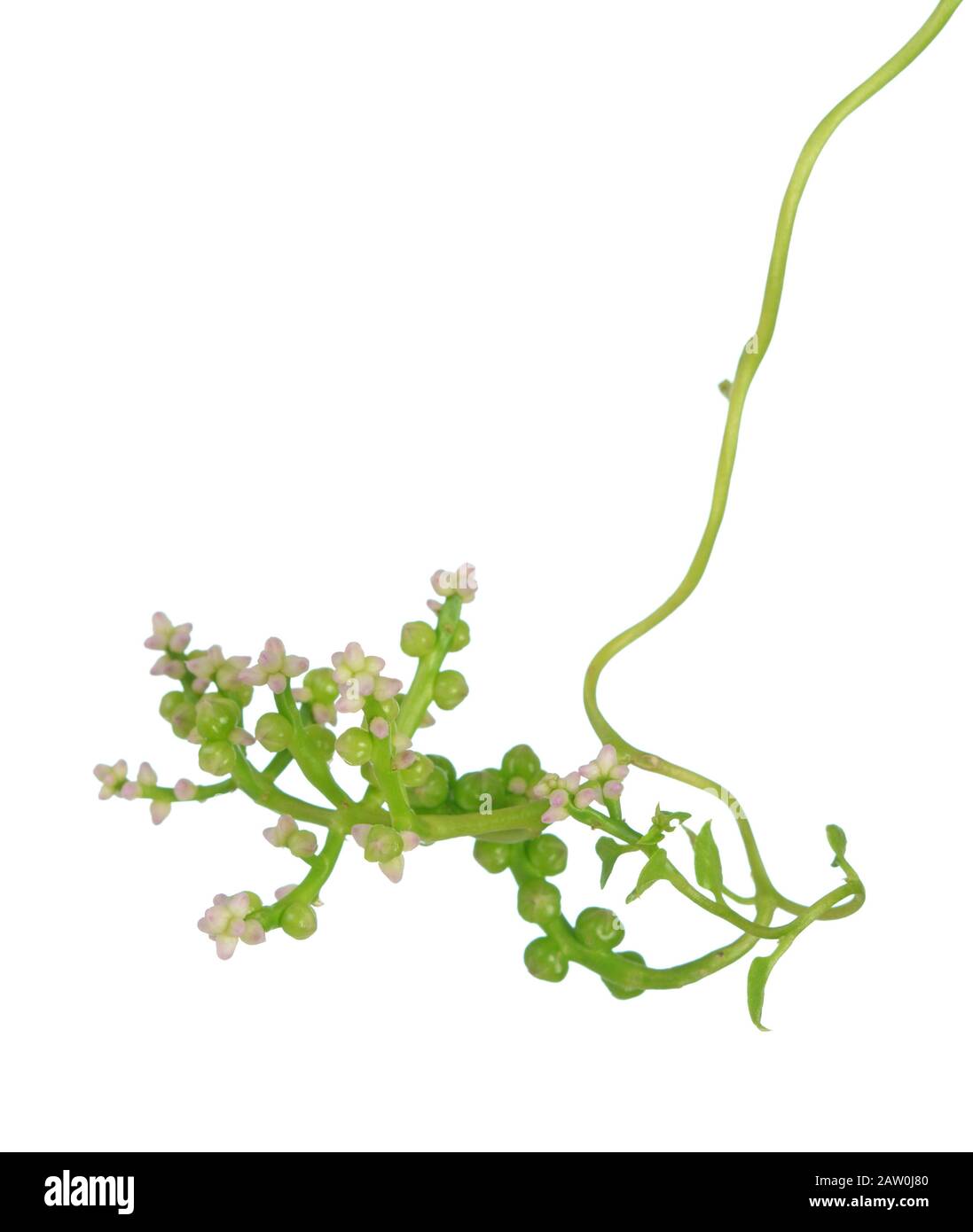 Malabar spinach vine and flowers isolated on white Stock Photo - Alamy