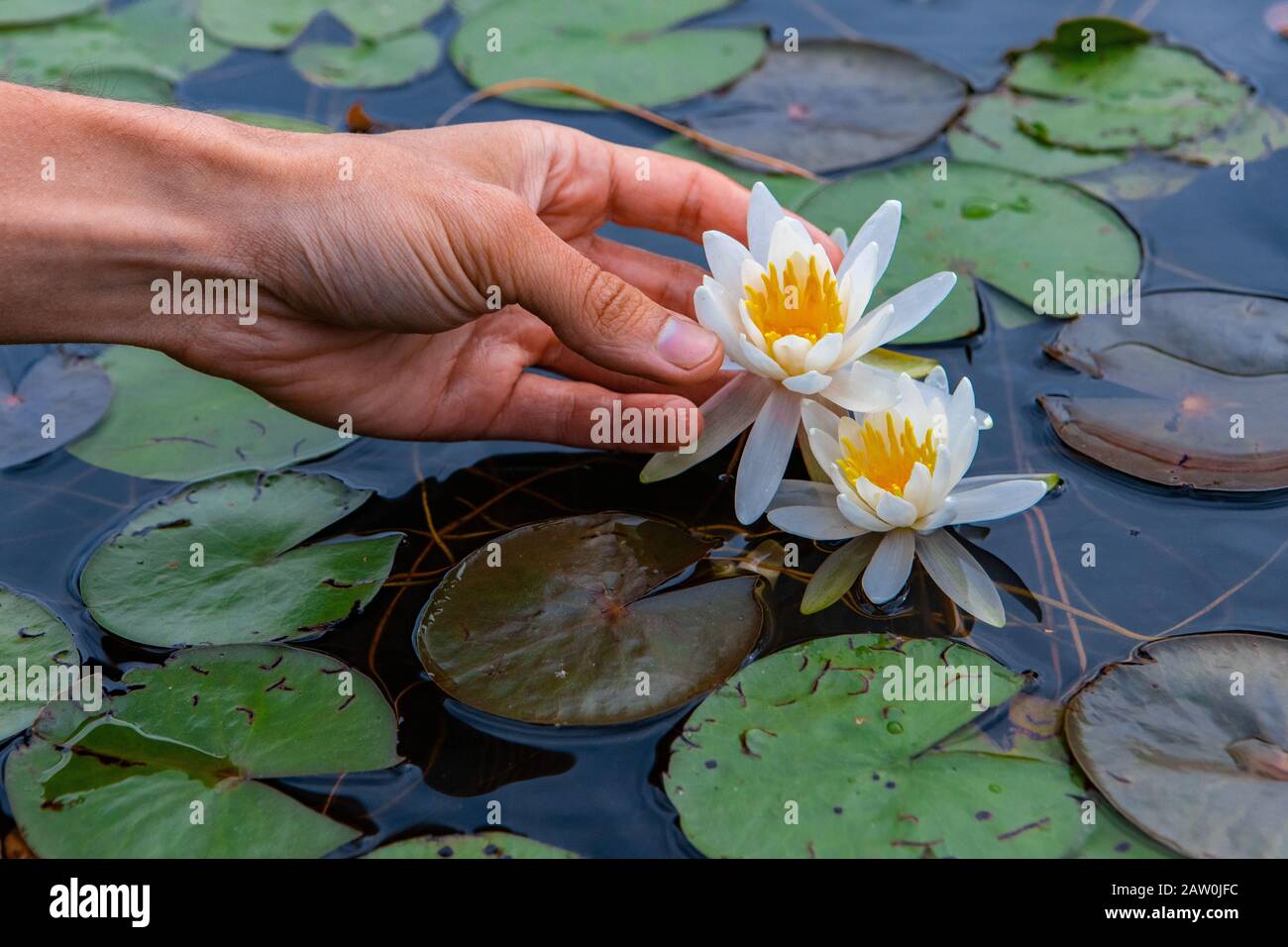 Closeup of male hand holding beautiful white lotus with yellow center ...