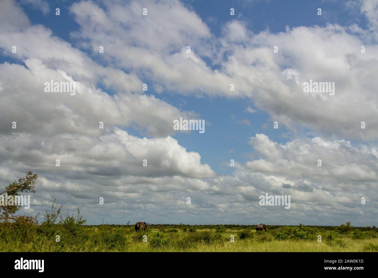 Open savanna landscape in Africa with elephants image for background ...