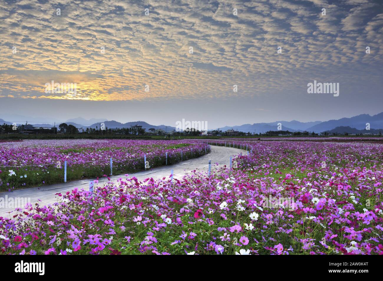 Sea of Flowers in Shinshe Stock Photo - Alamy
