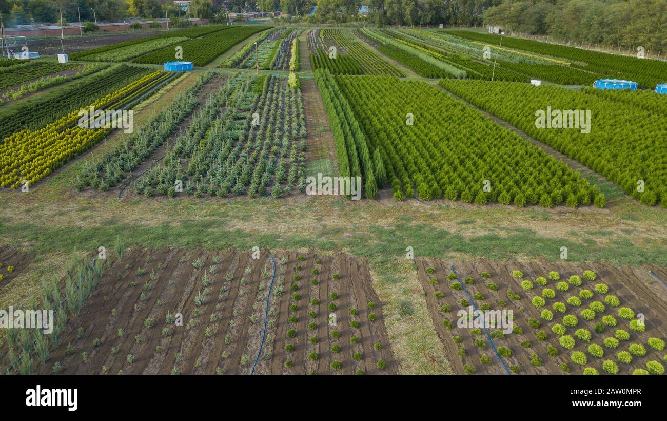 black pine, Crimean pine, Banks pine, balsam fir, solid fir ...