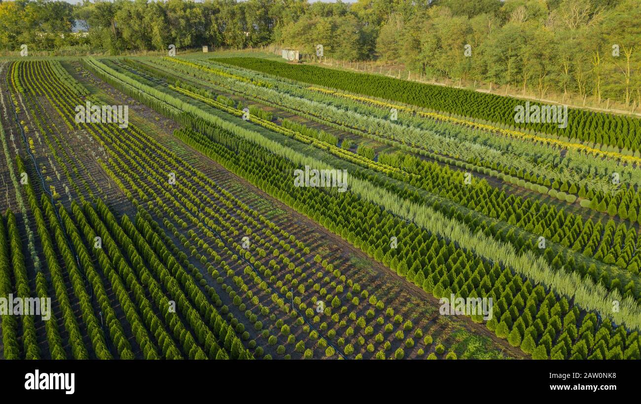 black pine, Crimean pine, Banks pine, balsam fir, solid fir ...