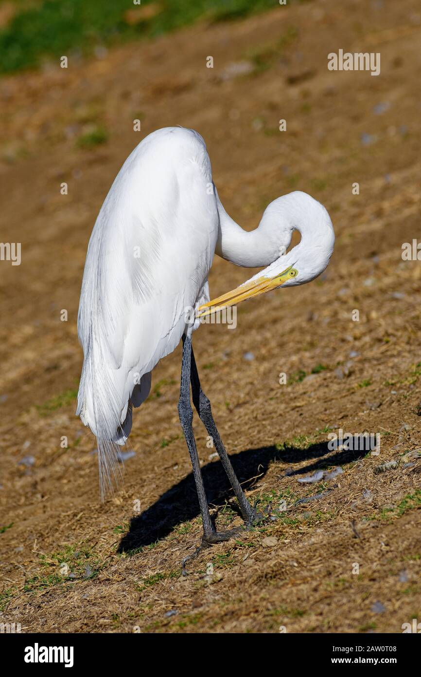 Balboa landing hi-res stock photography and images - Alamy