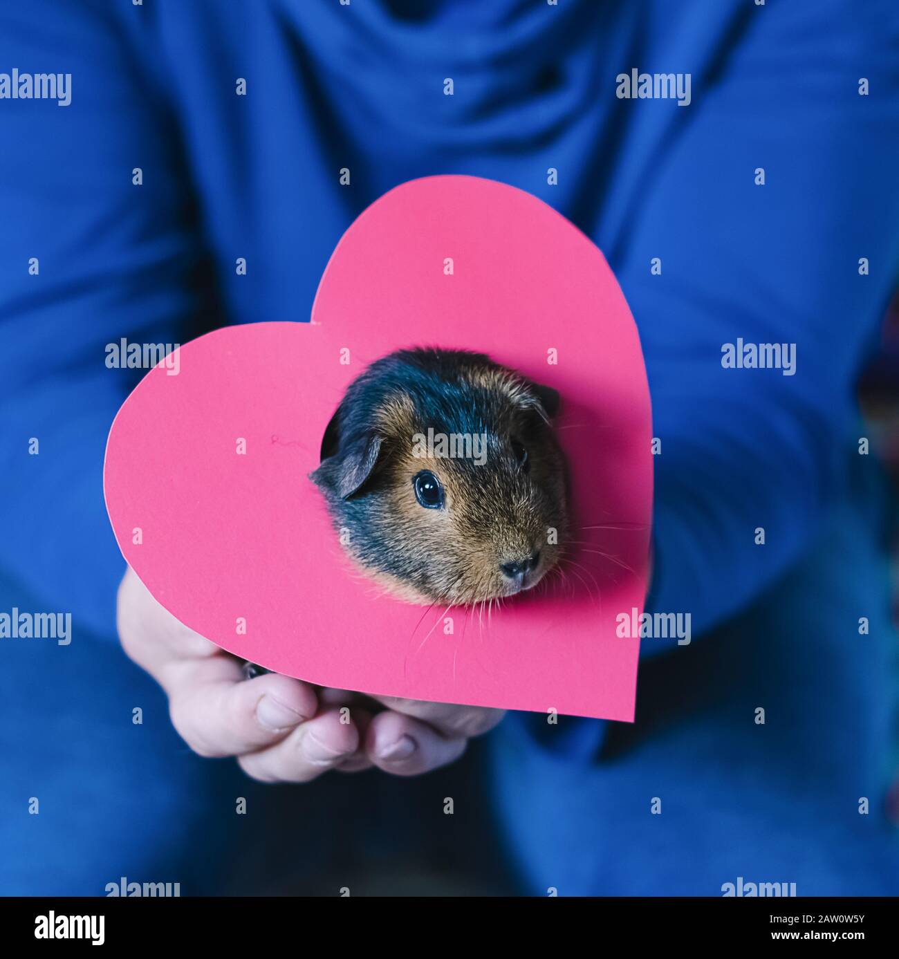 Love concept. Valentine's Day. Guinea pig with a heart decoration in ...