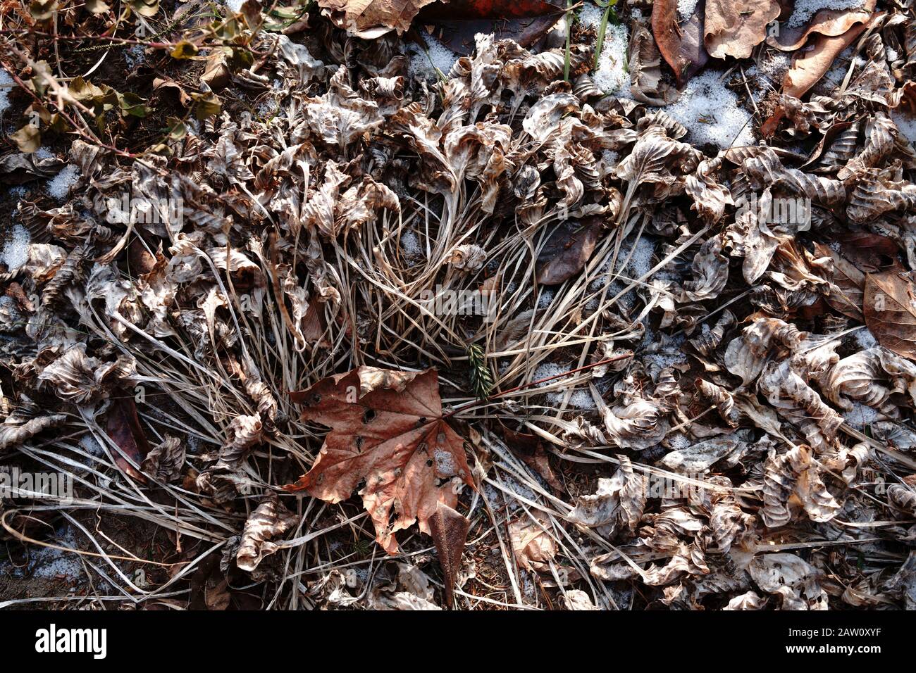 Mineral plants dead hi-res stock photography and images - Alamy