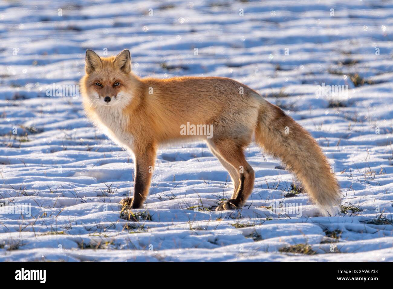 Ezo Red Fox Stock Photo - Alamy