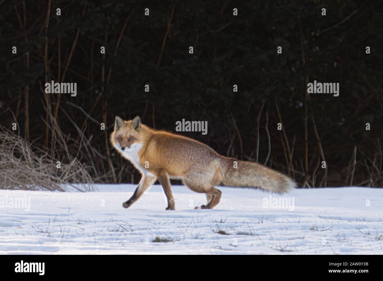 Fox gun hi-res stock photography and images - Alamy