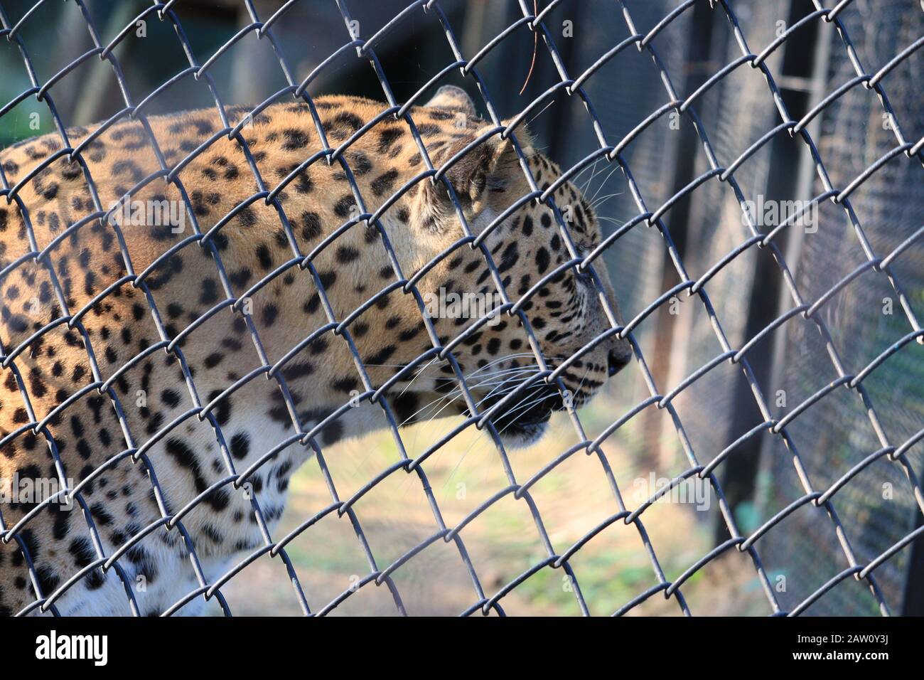 Leopard in the cage hi-res stock photography and images - Alamy