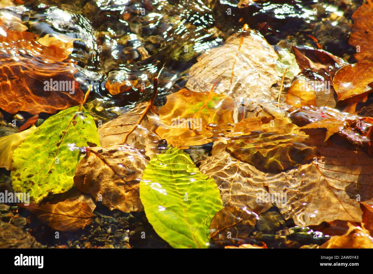 Stream flowing spring water Stock Photo - Alamy