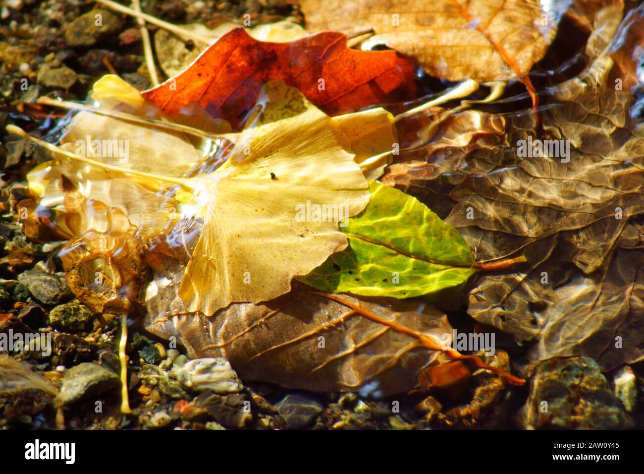 Stream flowing spring water Stock Photo - Alamy