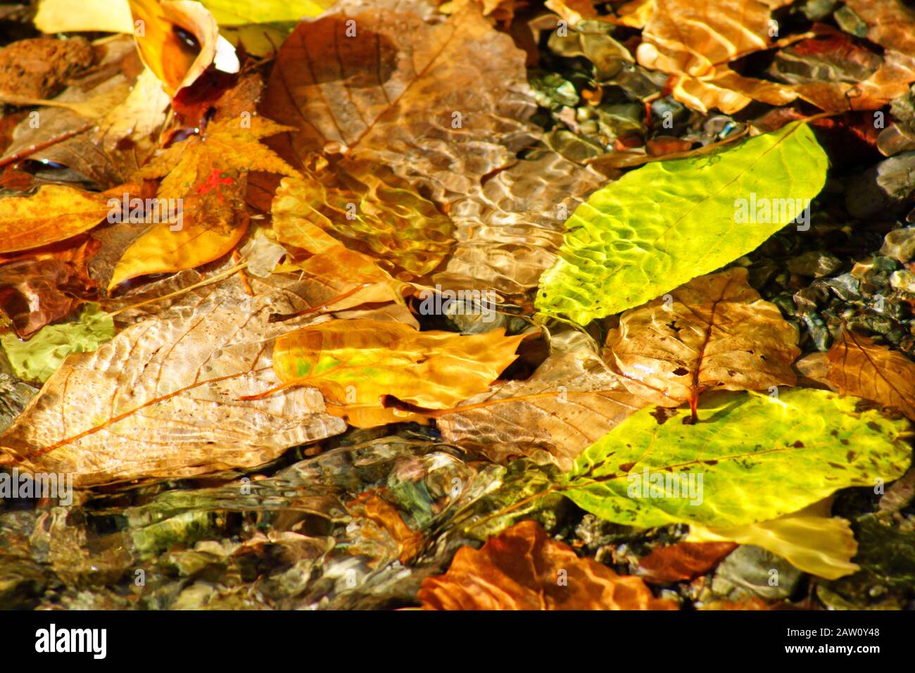Stream flowing spring water Stock Photo - Alamy