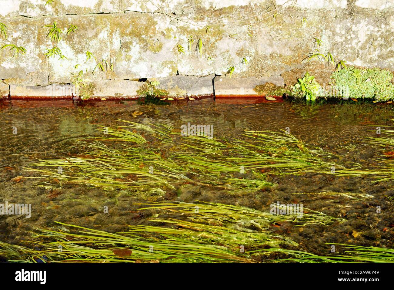 Stream flowing spring water Stock Photo - Alamy