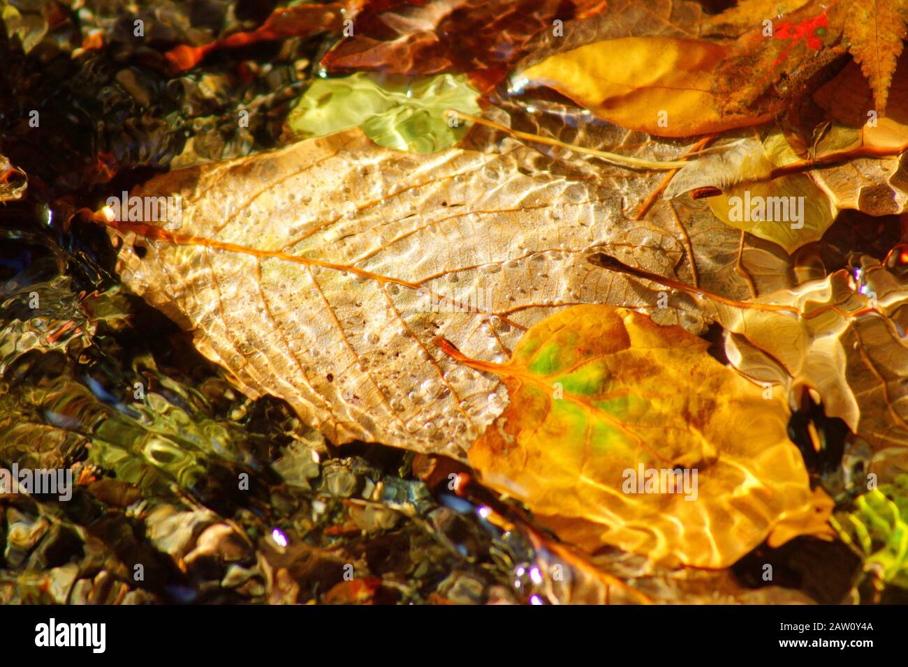 Stream flowing spring water Stock Photo - Alamy