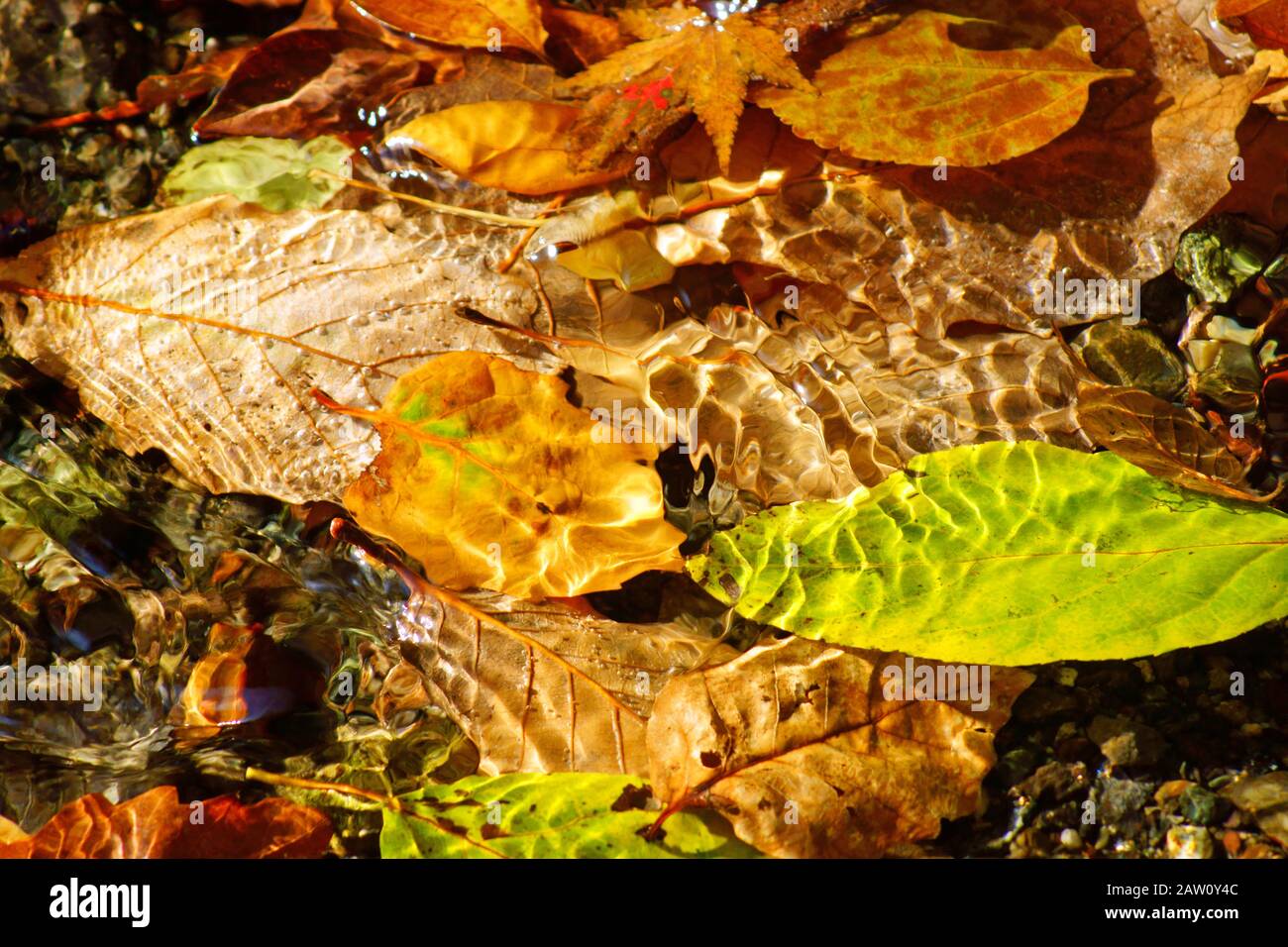 Stream flowing spring water Stock Photo - Alamy