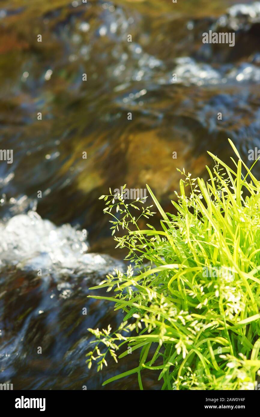 Stream flowing spring water Stock Photo - Alamy