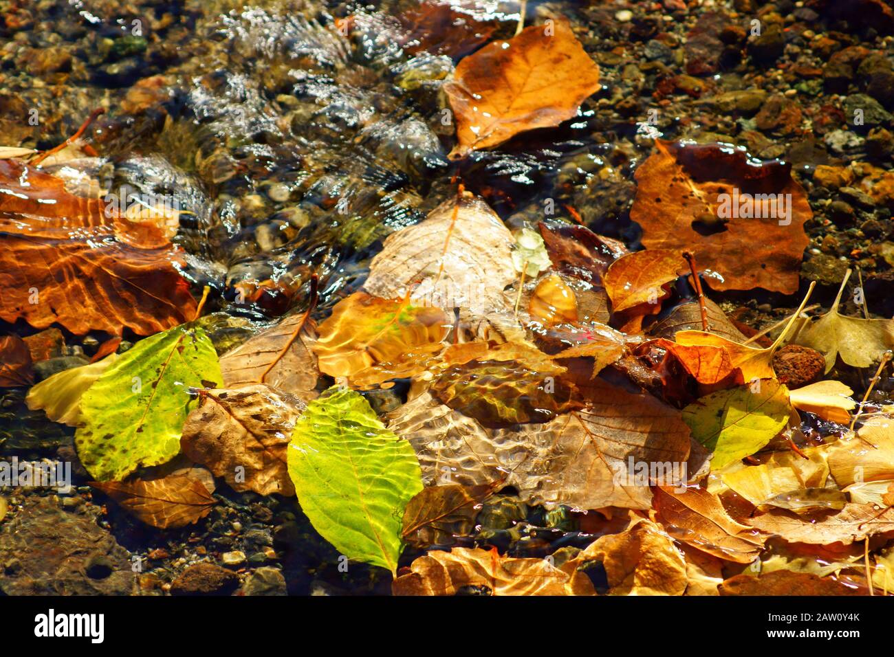 Stream flowing spring water Stock Photo - Alamy