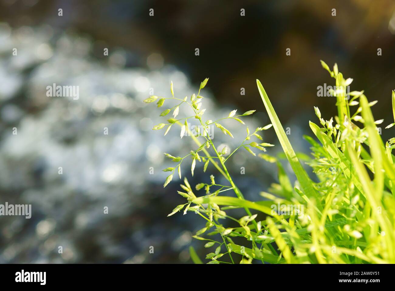 Stream flowing spring water Stock Photo - Alamy