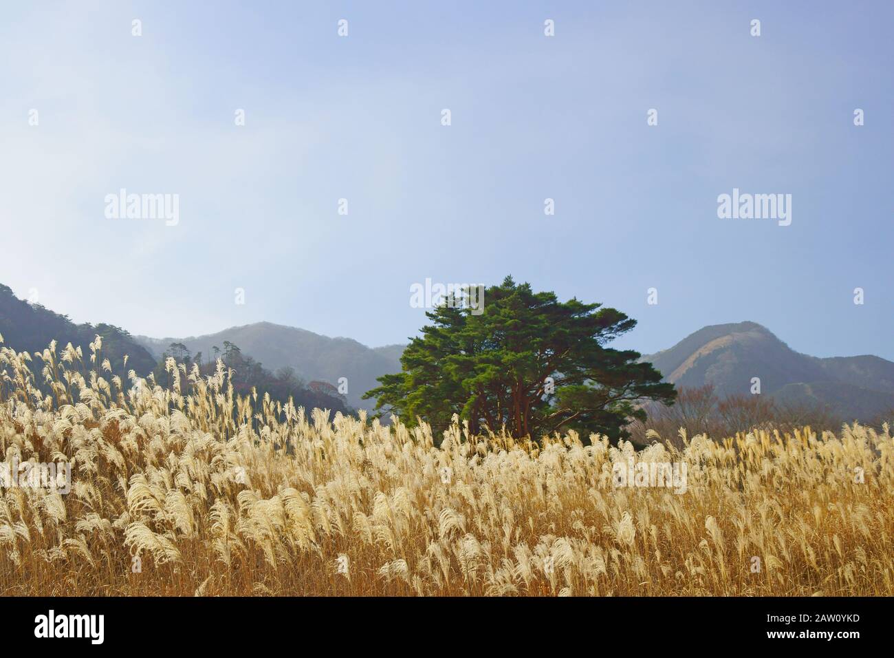 Japanese pampas grass field hi-res stock photography and images - Alamy