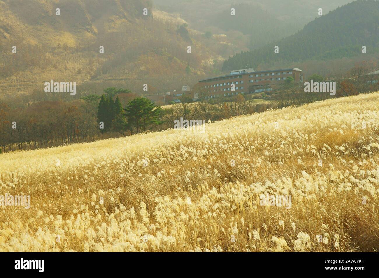 Field of Japanese Grass (Miscanthus Sinensis Stock Photo - Alamy