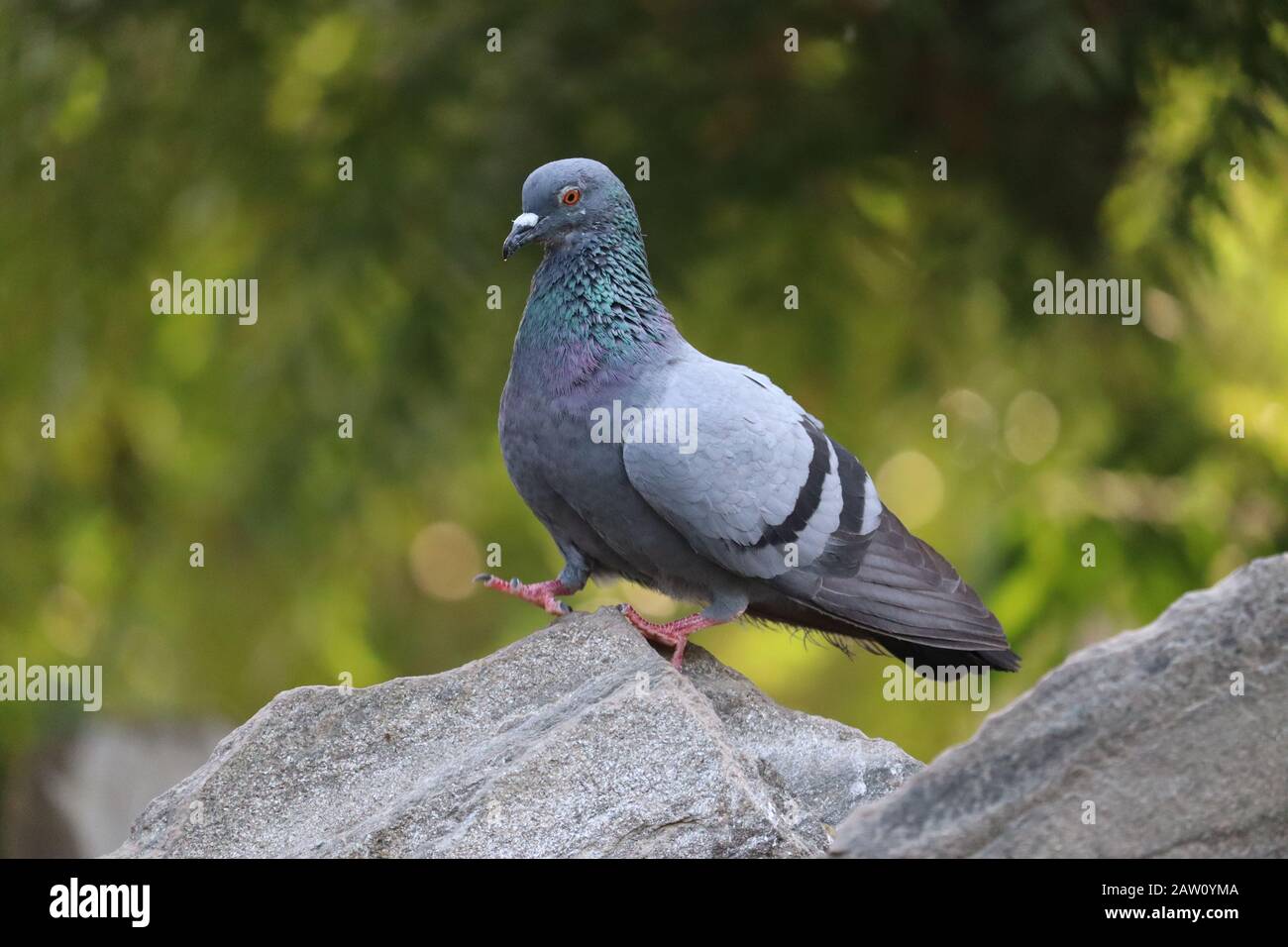 close-up of domestic or street red legs pigeon on the textured rock ...