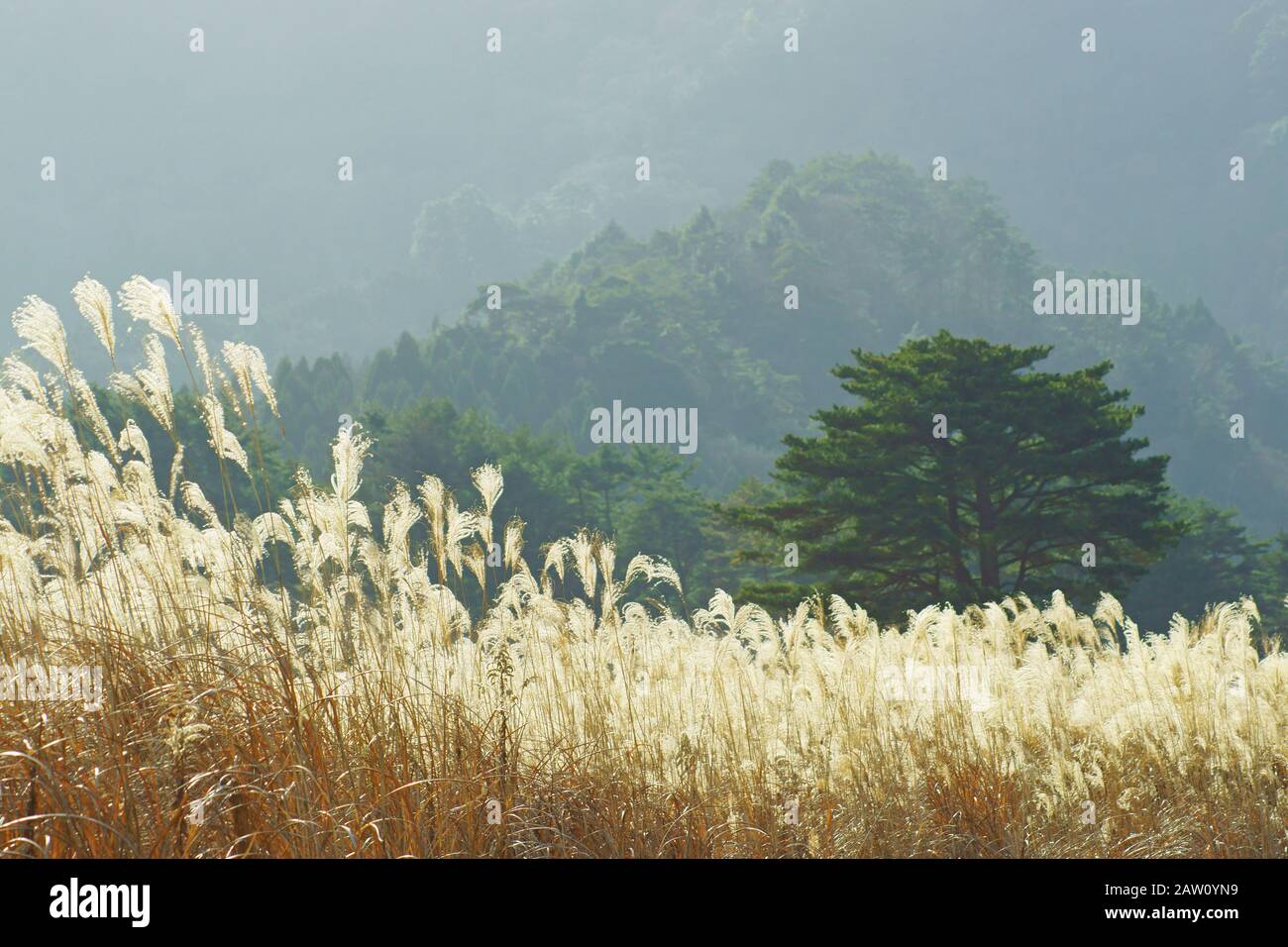 Field of Japanese Grass (Miscanthus Sinensis Stock Photo - Alamy